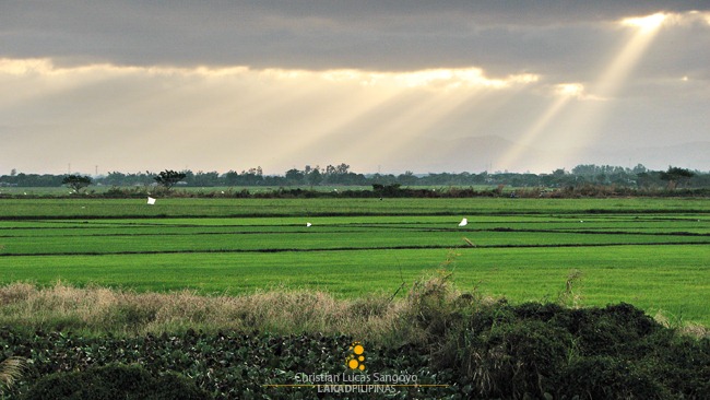 PAMPANGA | Candaba Swamp Travel Tips - Lakad Pilipinas
